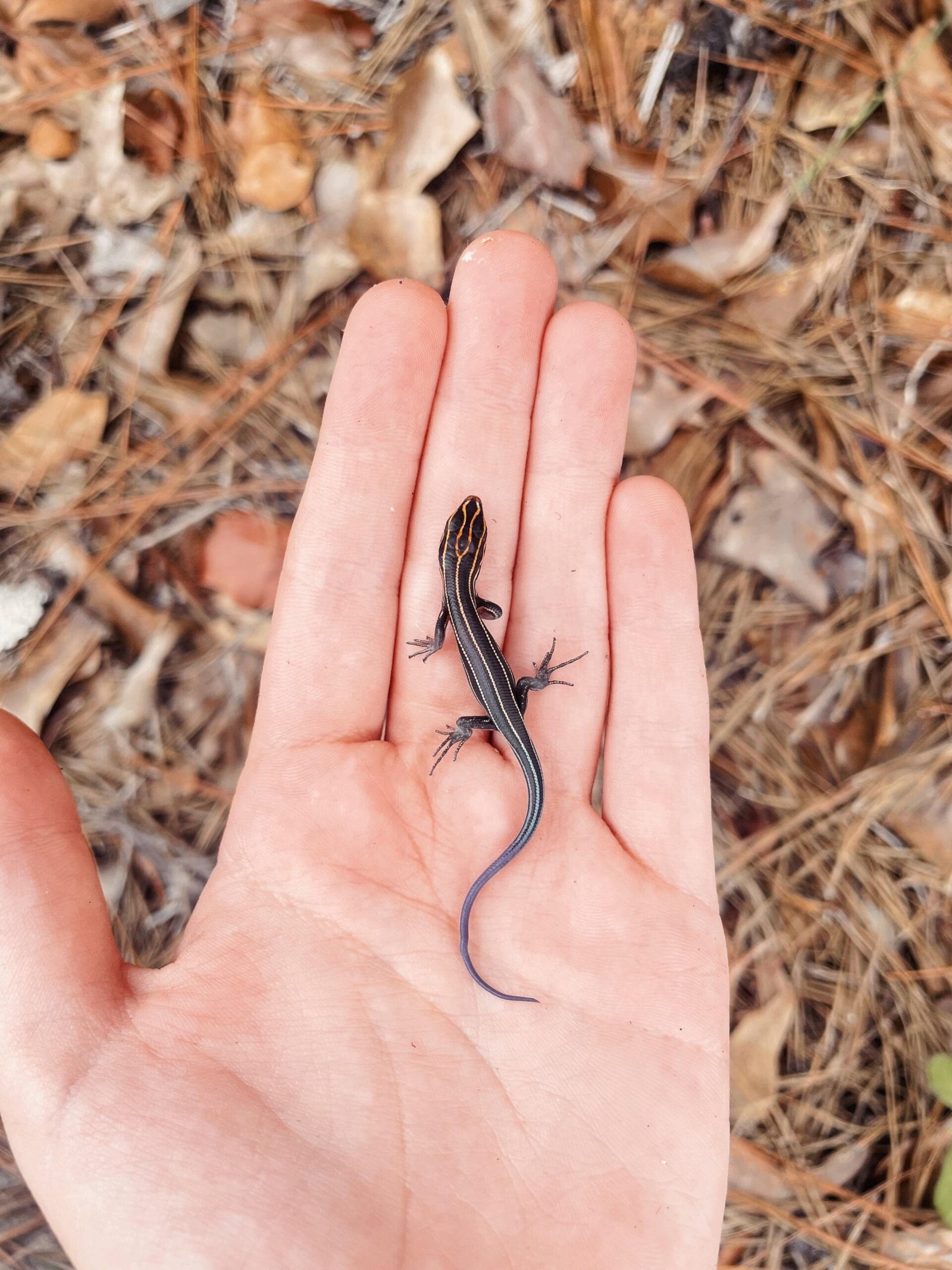 Why Am I Seeing So Many Lizards In My Yard Unveiling Secrets