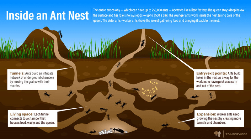 Why are There So Many Ant Hills in My Yard: Find Out Now