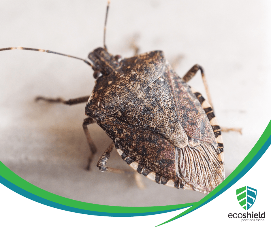 Why Do Bugs Get into My House During Fall: Surprising Reasons