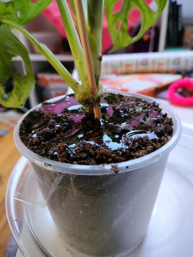 Why Won't My Soil Absorb Water: Solving the Mystery